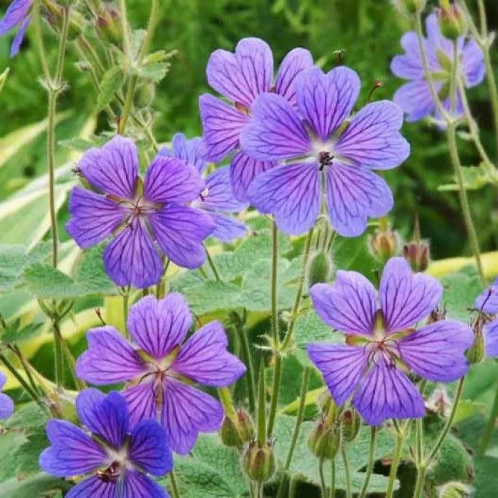 Geranium 'Philippe Vapelle' - Ooievaarsbek kopen? | Het Groene Paradijs