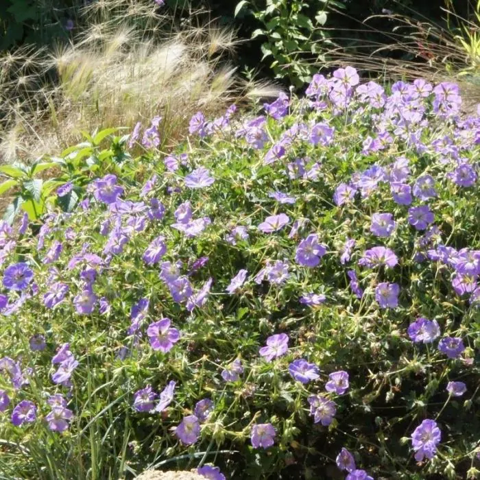 geranium azure rush