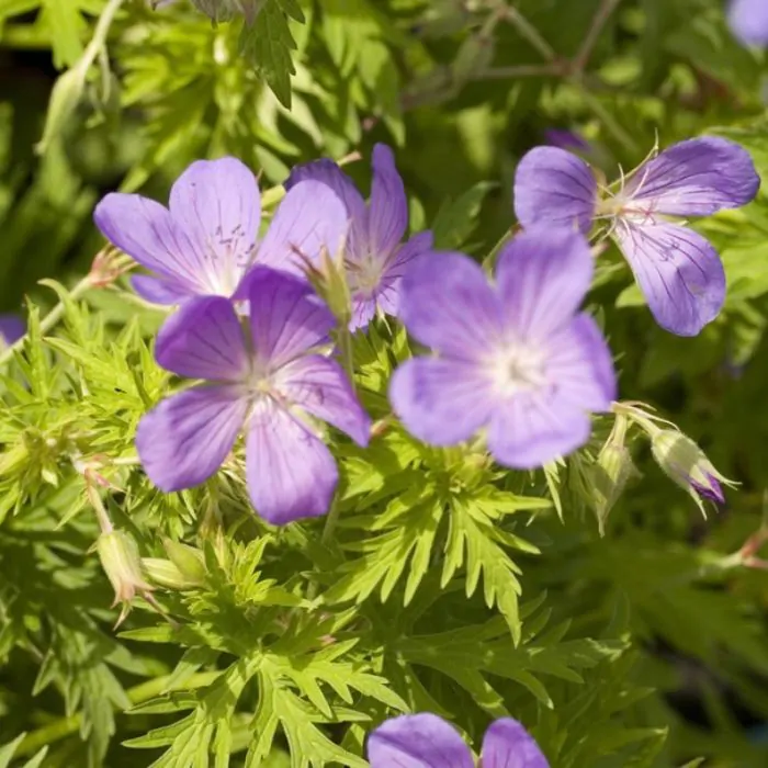 Geranium 'Brookside' - Ooievaarsbek 'Brookside' kopen? | Het Groene ...