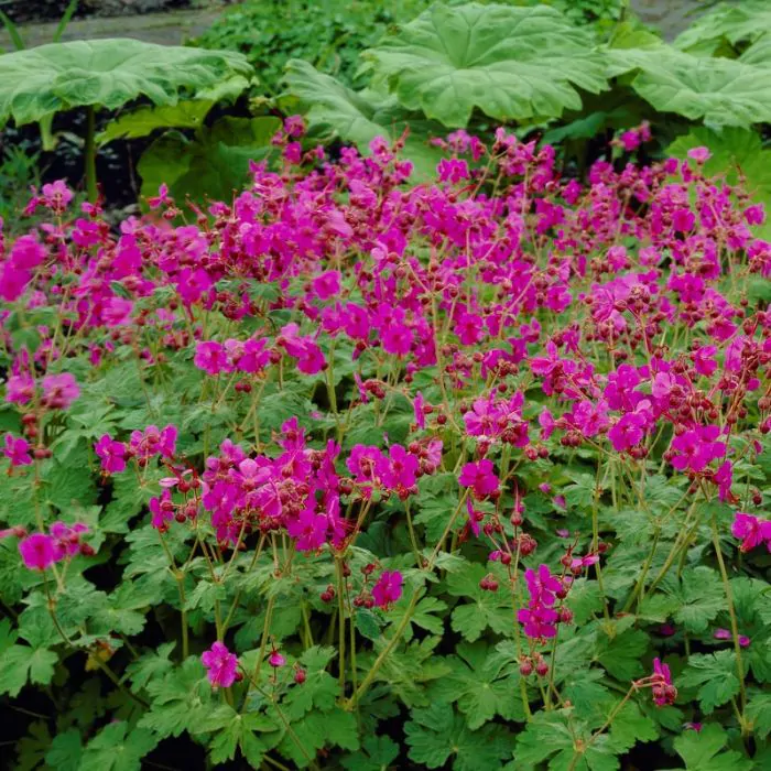 Geranium macrorrhizum 'Bevan's Variety' ofwel Ooievaarsbek kopen? | Het ...