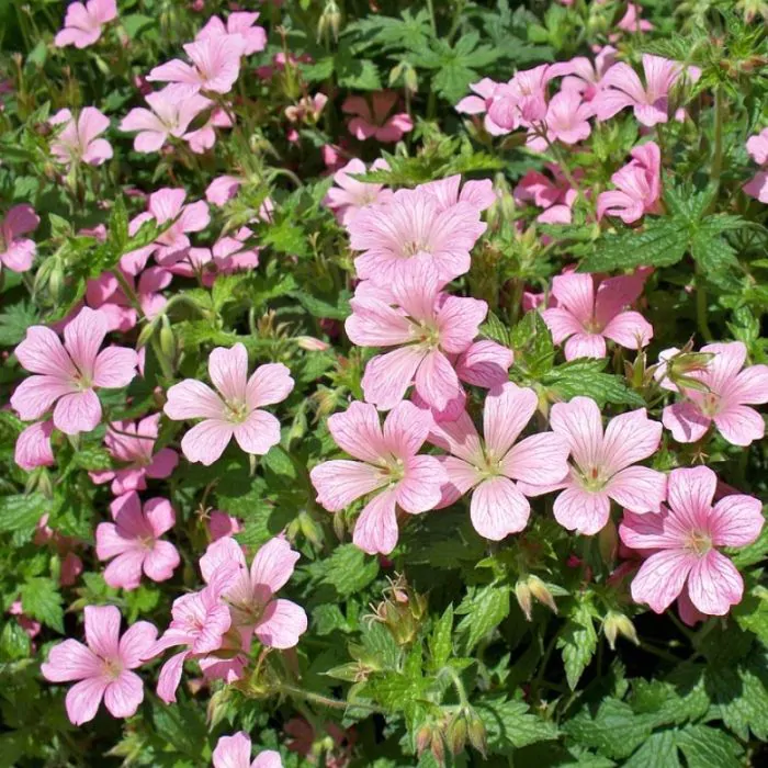 Geranium riversleaianum 'Mavis Simpson' - Ooievaarsbek kopen? | Het ...