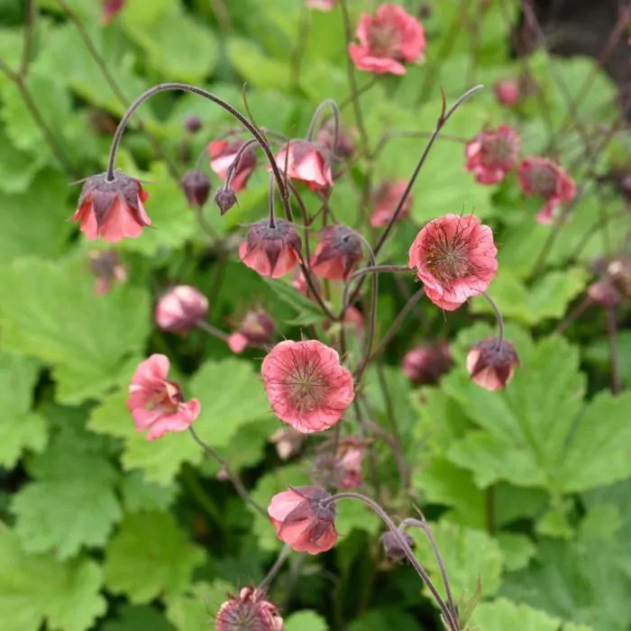 Geum rivale 'Leonard's Variety' - Nagelkruid kopen? | Het Groene Paradijs