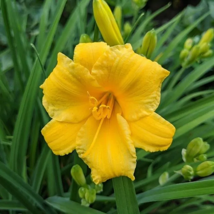 Hemerocallis Stella De Oro Hemerocallis 'Stella De Oro' (daglelie) In
