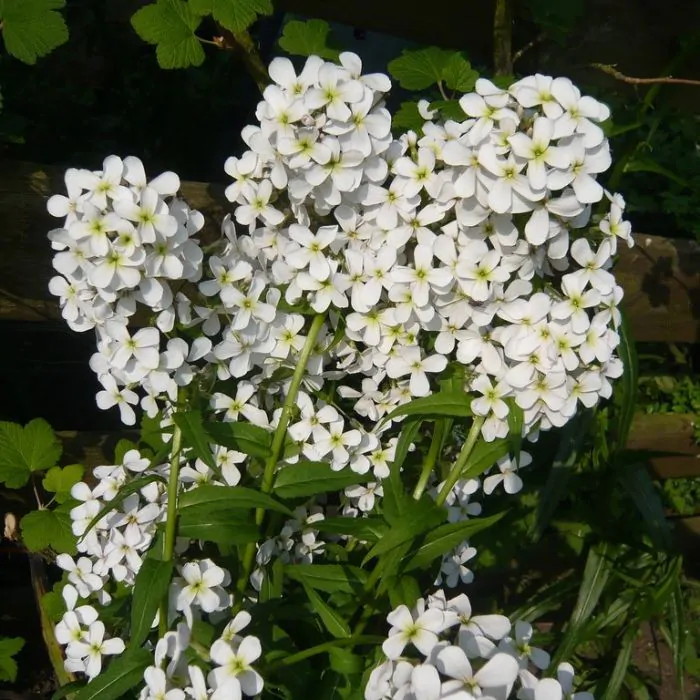 Hesperis matronalis 'Alba' - Damastbloem kopen? | Het Groene Paradijs