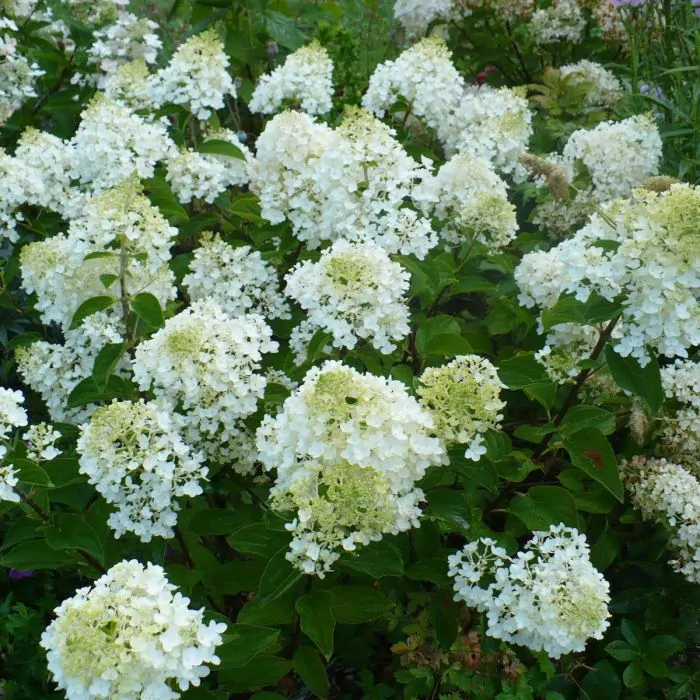 bombshell hydrangea paniculata