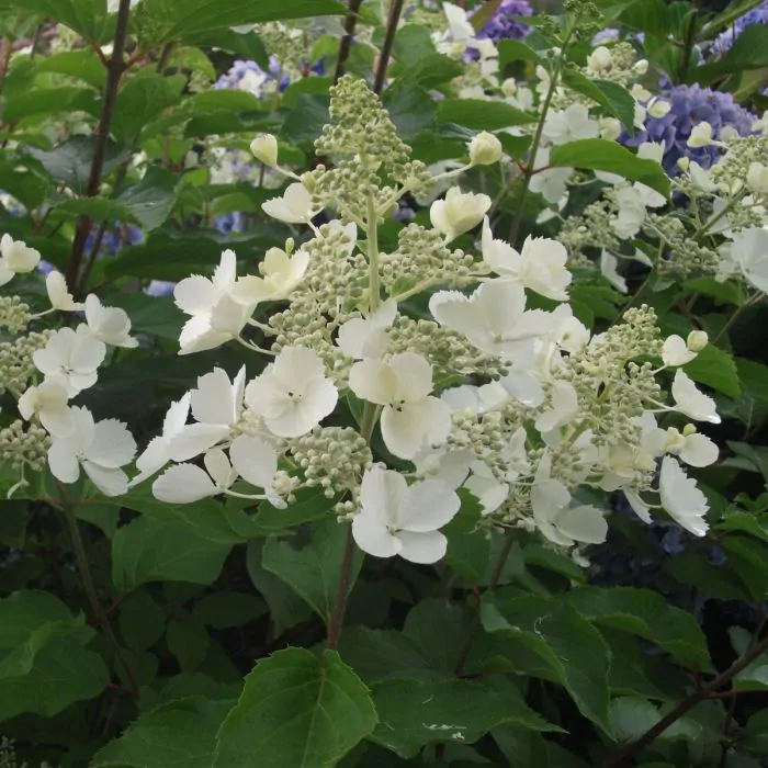 Hydrangea paniculata 'White Lady' - Pluimhortensia kopen? | Het Groene ...