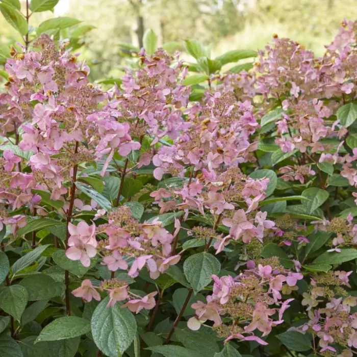 hydrangea paniculata wims red