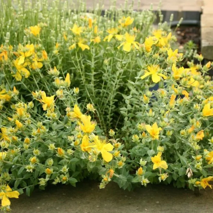 Hypericum olympicum - Hertshooi kopen? | Het Groene Paradijs