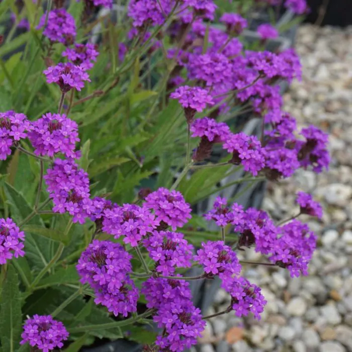 IJzerhard rigida - Verbena rigida kopen? | Het Groene Paradijs