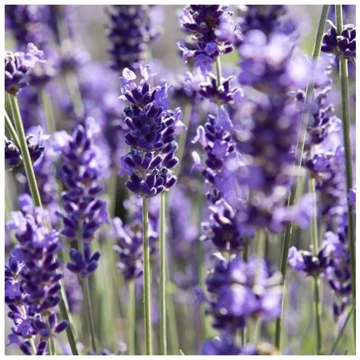 peter pan lavender