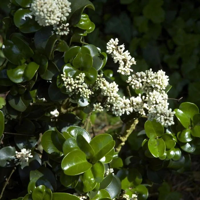 Ligustrum Japonicum Rotundifolium Ligustrum Japonicum Rotundifolium 2