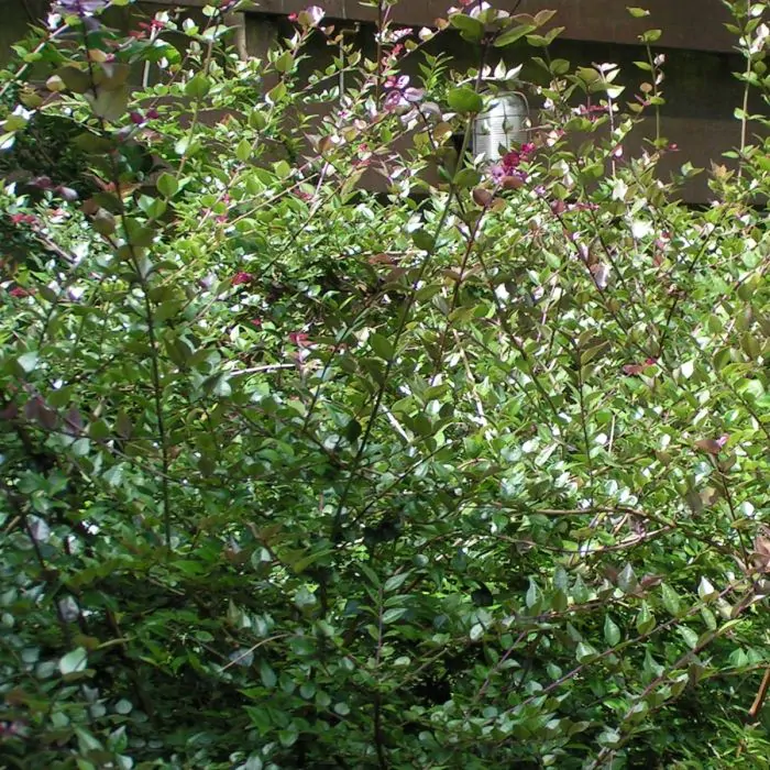 Lonicera nitida 'Red Tips' - Struikkamperfoelie kopen? | Het Groene ...