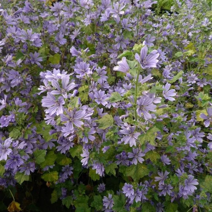 Malva sylvestris Primley Blue - Muskuskaasjeskruid kopen? | Het Groene ...
