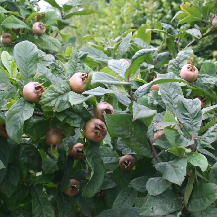 Mespilus germanica - Wilde Mispel kopen? | Het Groene Paradijs