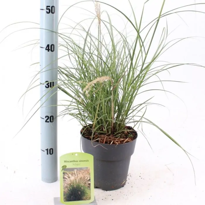 Miscanthus Sinensis Adagio