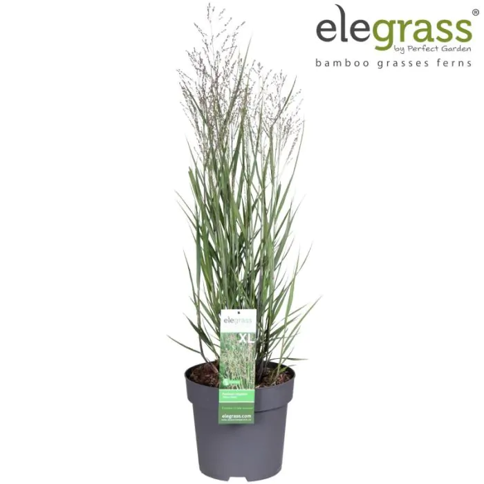 Panicum Virgatum Heavy Metal Buy Switch Grass Panicum Virgatum Heavy