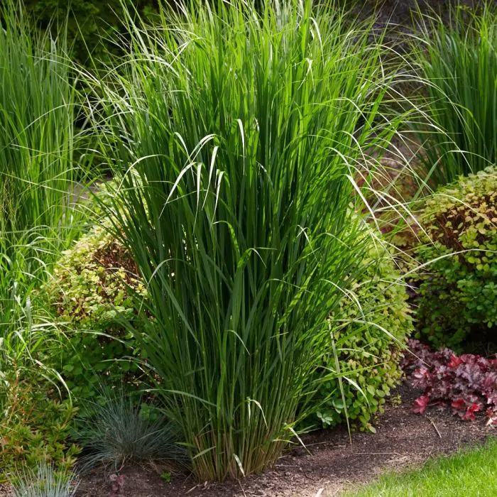 Panicum virgatum Northwind - Vingergras Northwind kopen? | Het Groene ...
