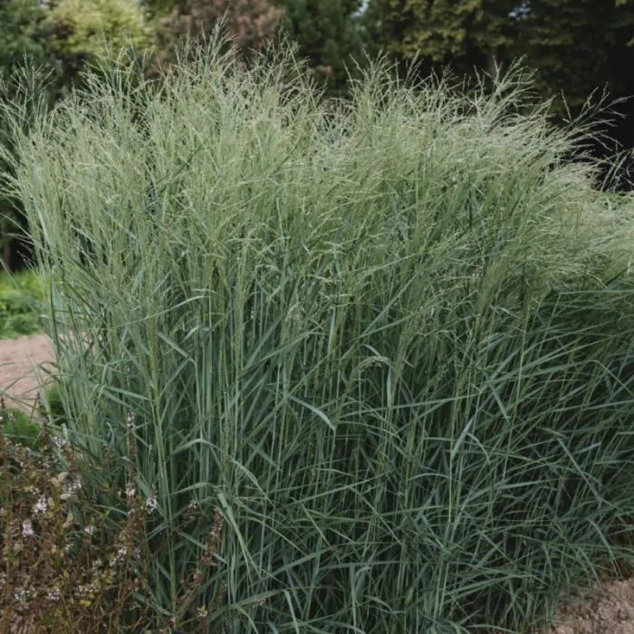 Panicum Virgatum Prairie Sky FLORASELF Vingergras Panicum Virgatum