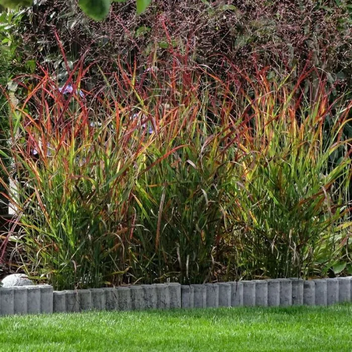 Flor De Panicum Virgatum