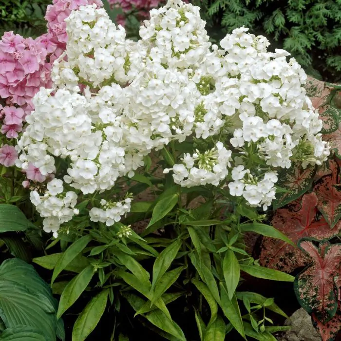 Hoge Vlambloem - Phlox paniculata 'David' kopen? | Het Groene Paradijs