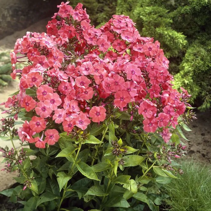 Hoge Vlambloem - Phlox paniculata 'Orange Perfection' kopen? | Het ...