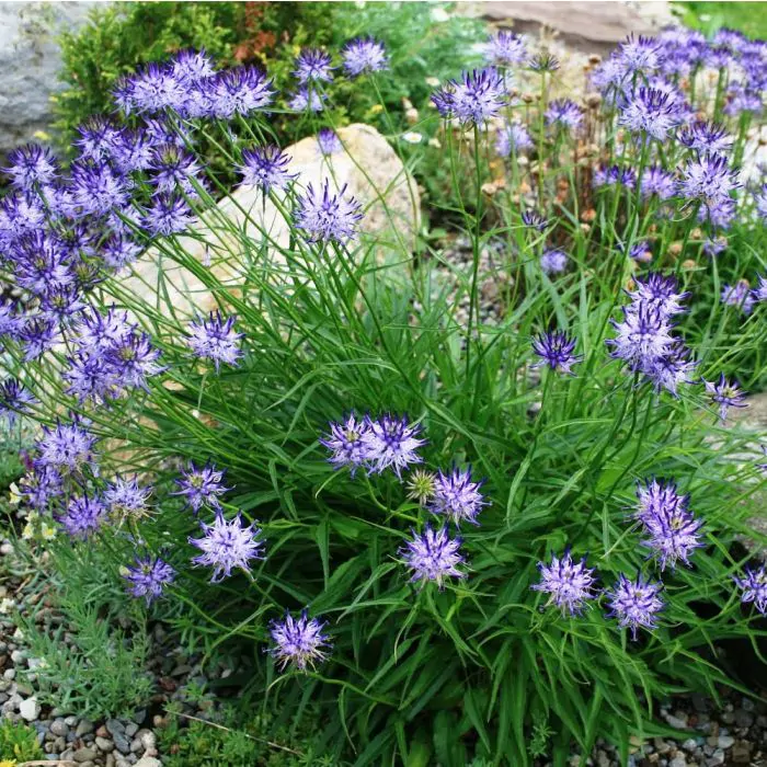 Phyteuma scheuchzeri ofwel Rapunzel kopen? | Het Groene Paradijs