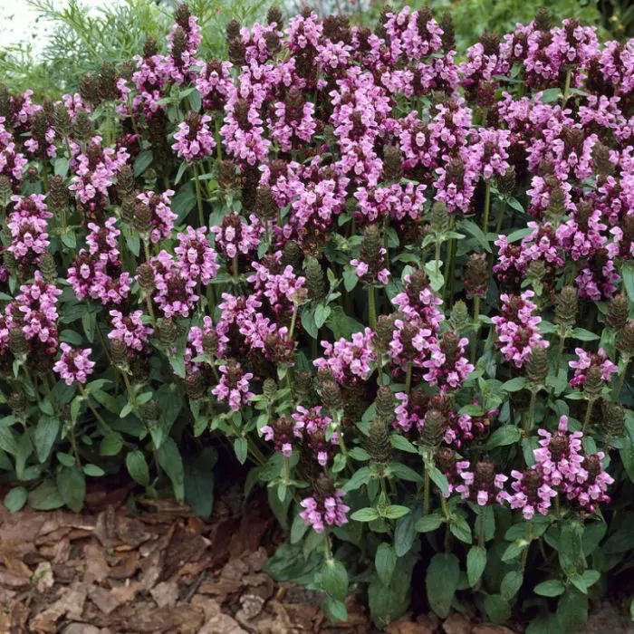 Prunella grandiflora - Bijenkorfje of Brunel kopen? | Het Groene Paradijs
