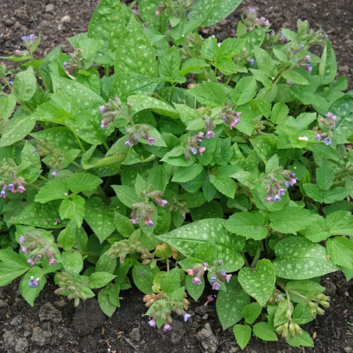 Pulmonaria Officinalis Pulmonaria Officinalis Commonly Known Lungwort