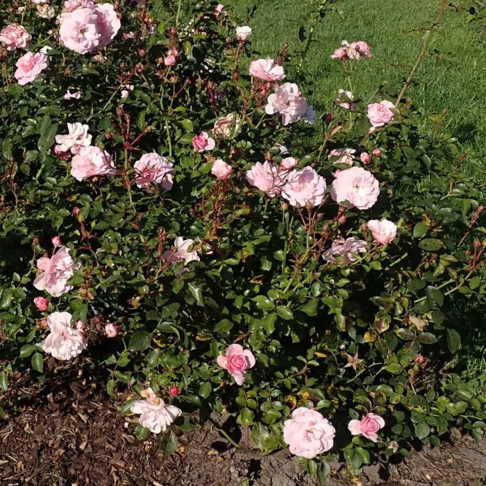 Rosa 'Bonica' - Trosroos kopen? | Het Groene Paradijs