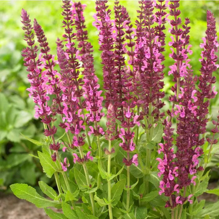 Salvia nemorosa 'Sensation Deep Rose' ofwel Salie kopen? | Het Groene ...