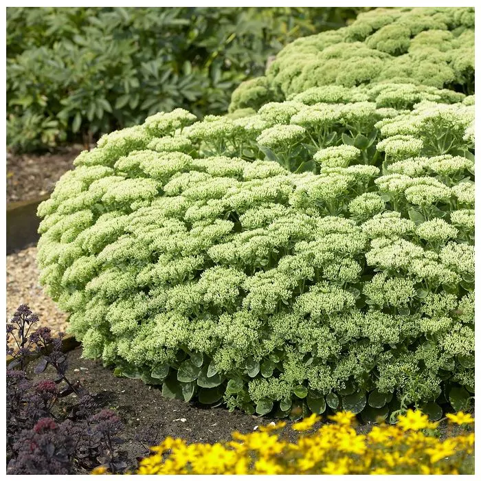 Sedum Spectabile Hemelsleutel Sedum 'Brillant'