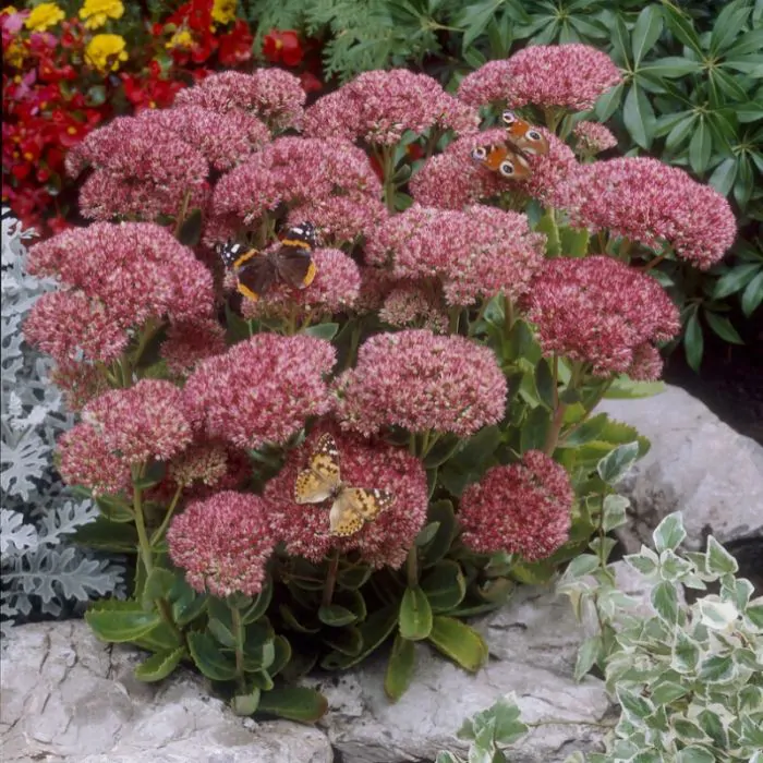 Sedum telephium - Hemelsleutel kopen? | Het Groene Paradijs