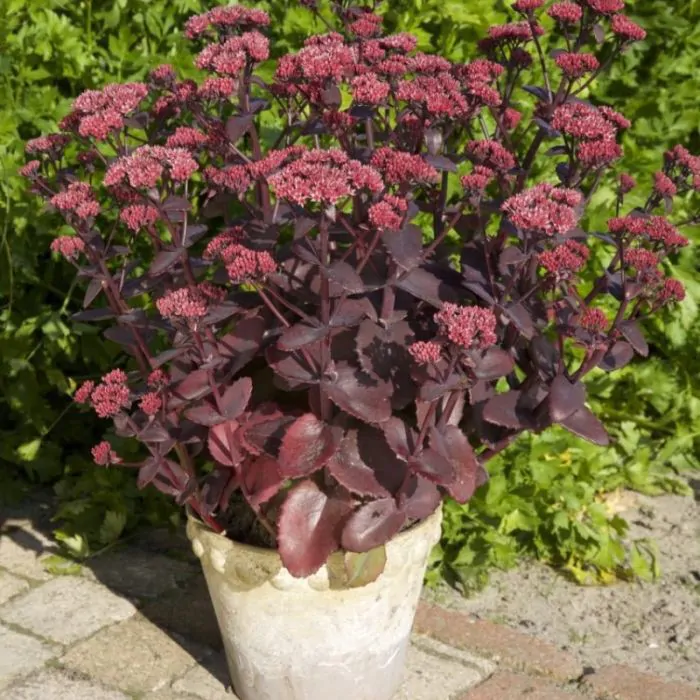 Sedum telephium seduction 'Cherry Chocolate' - Hemelsleutel kopen ...