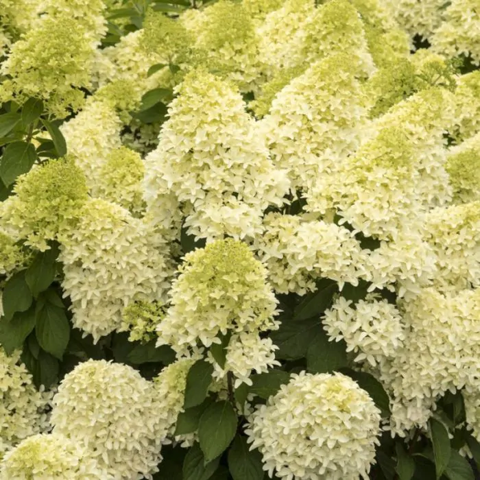 hydrangea paniculata skyfall