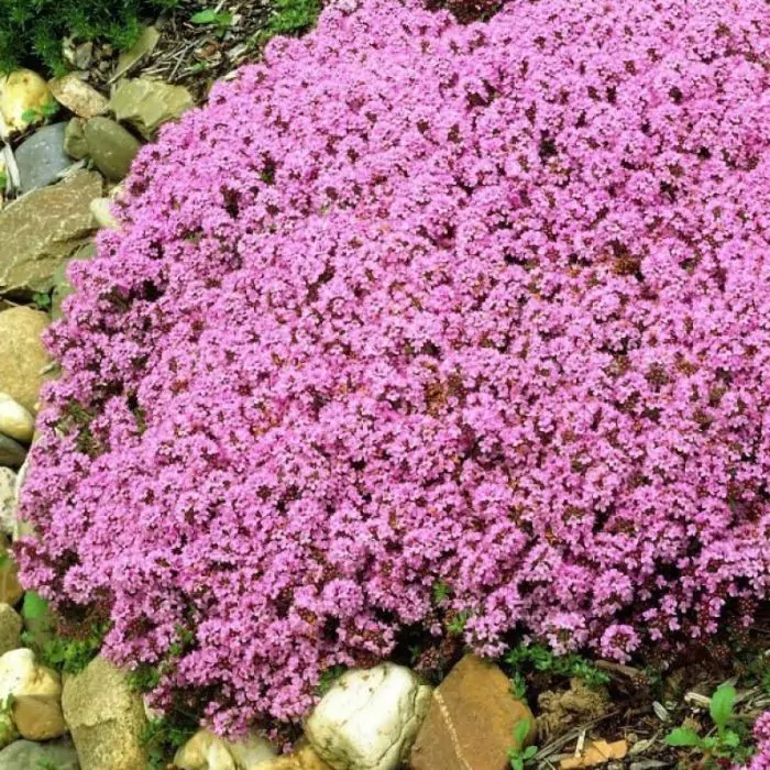 Thymus praecox 'Pseudolanuginosus' - Kruiptijm - kopen? | Het Groene ...
