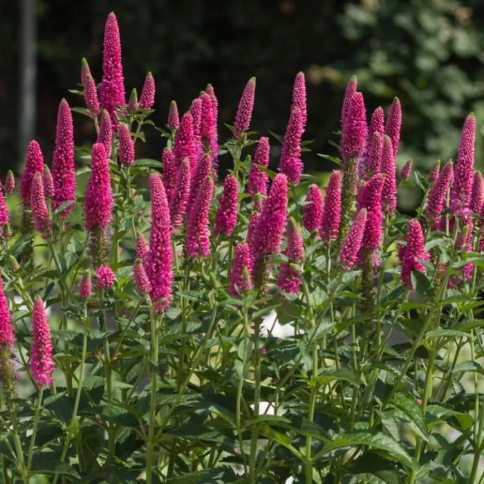 Veronica 'First Love' - Ereprijs kopen? | Het Groene Paradijs