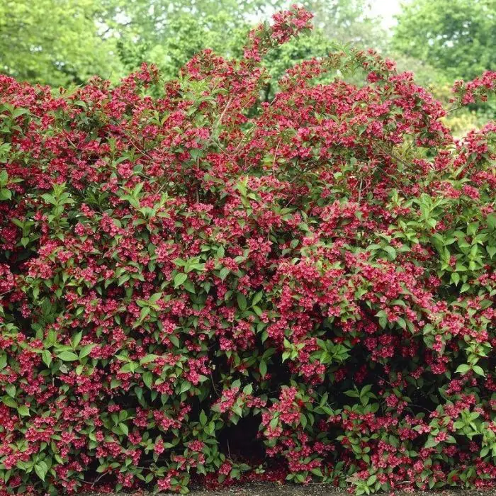Weigela 'Bristol Ruby' - Weigelia kopen? | Het Groene Paradijs